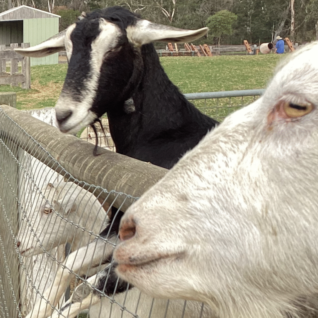 Our Kid-tastic Day Out: Goats, Glee and Great Memories in ELC — The ...